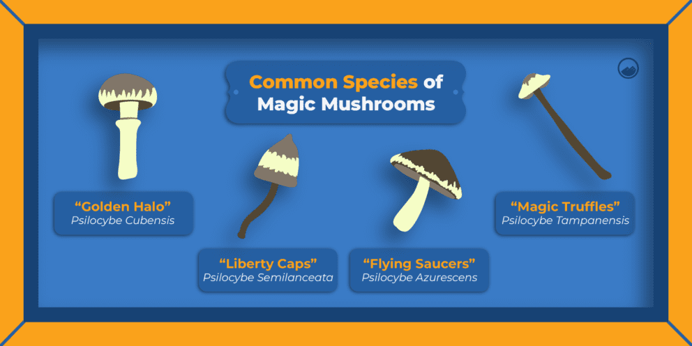 Psilocybin (Magic Mushrooms): 11+ Important Answers About Shroom Use