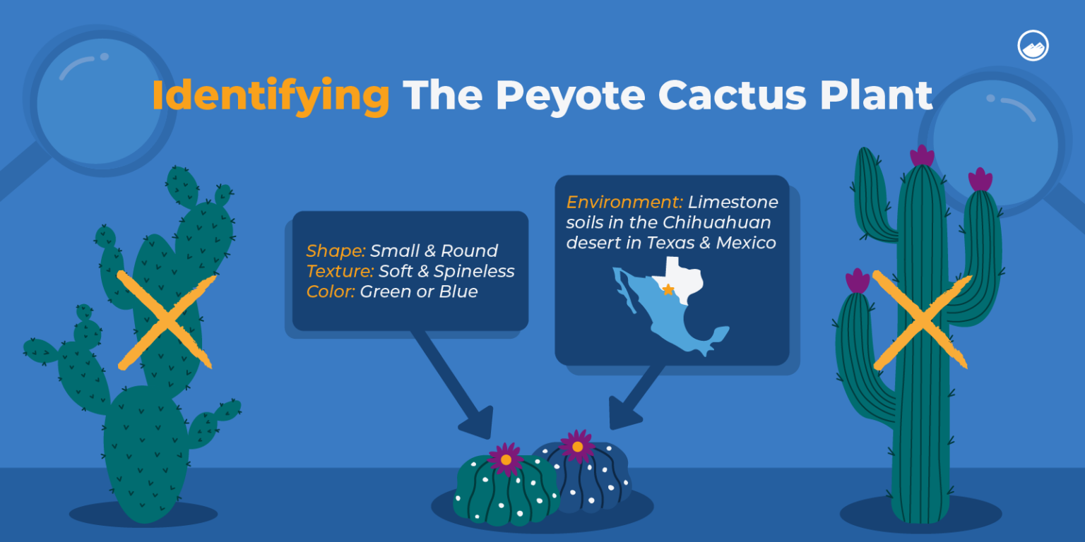 Peyote Drug Facts: 10+ Key Insights About Mescaline