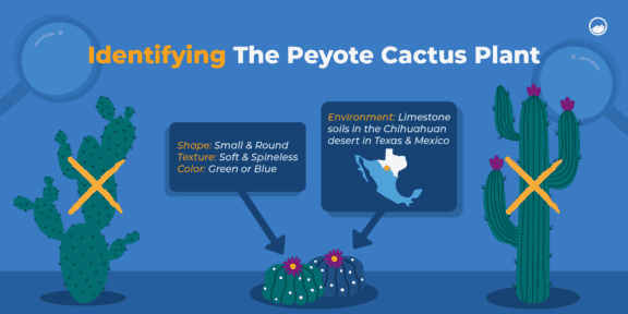 Peyote Drug Facts 10 Key Insights About Mescaline